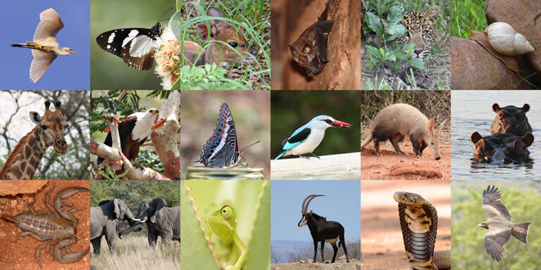 THE WATERBERG – Waterberg Biosphere